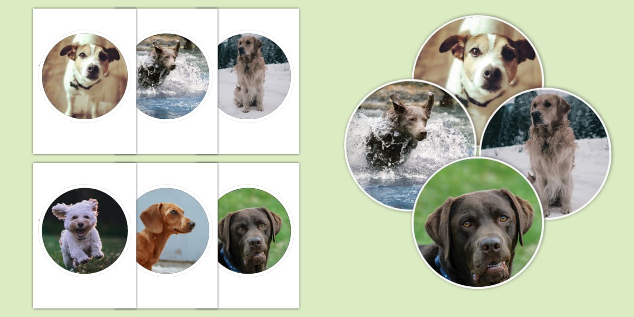 Dog Photo Circle Display Cut-Outs (teacher made) - Twinkl