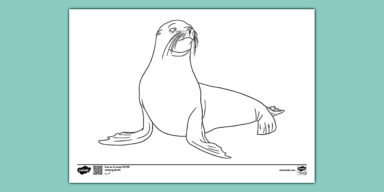 Sea Lion Colouring Sheet | Colouring Sheets