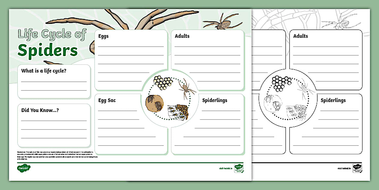 Life Cycle of Spiders Fact File Template (teacher made)