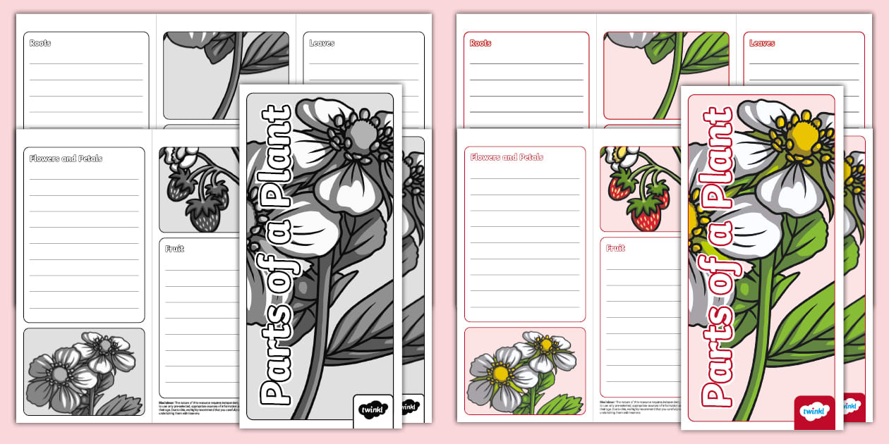 Parts of a Plant Leaflet Template (teacher made) - Twinkl