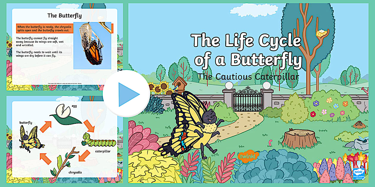 The Life Cycle of a Caterpillar and Butterfly - Twinkl