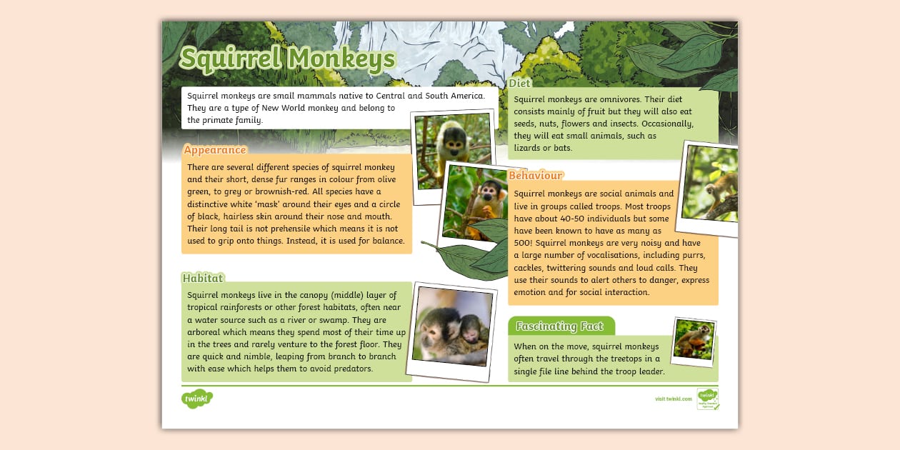 KS2 Squirrel Monkey Fact File - Twinkl Science - Twinkl