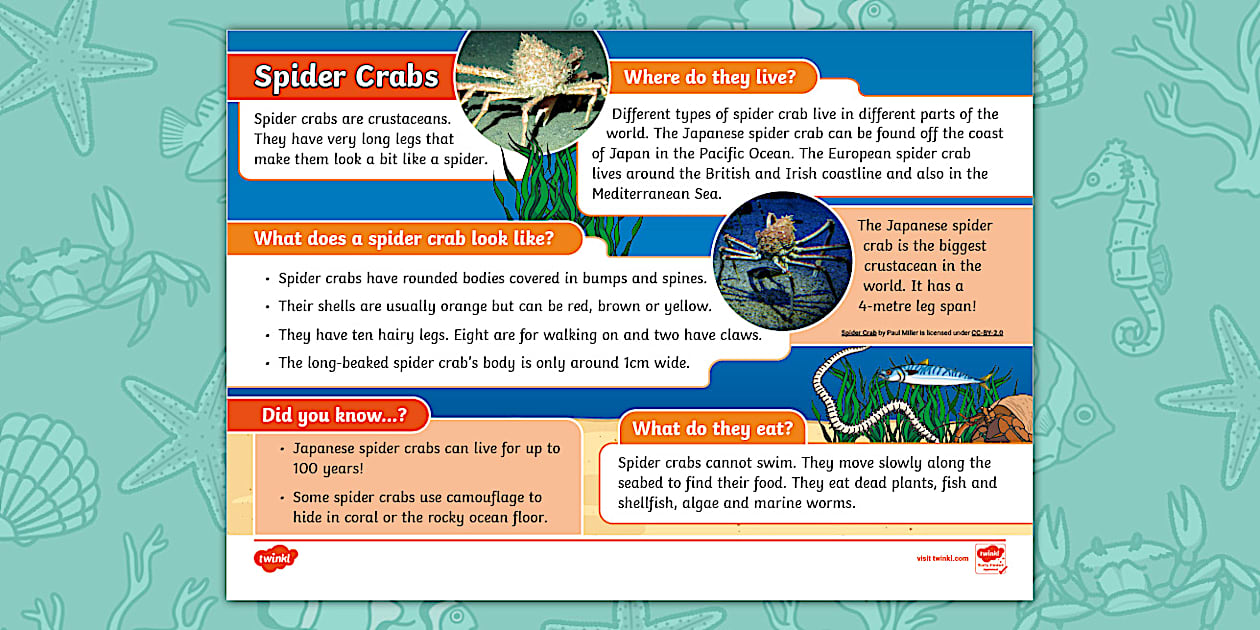 KS1 Spider Crab Fact File - Animals - Under the Sea - Twinkl