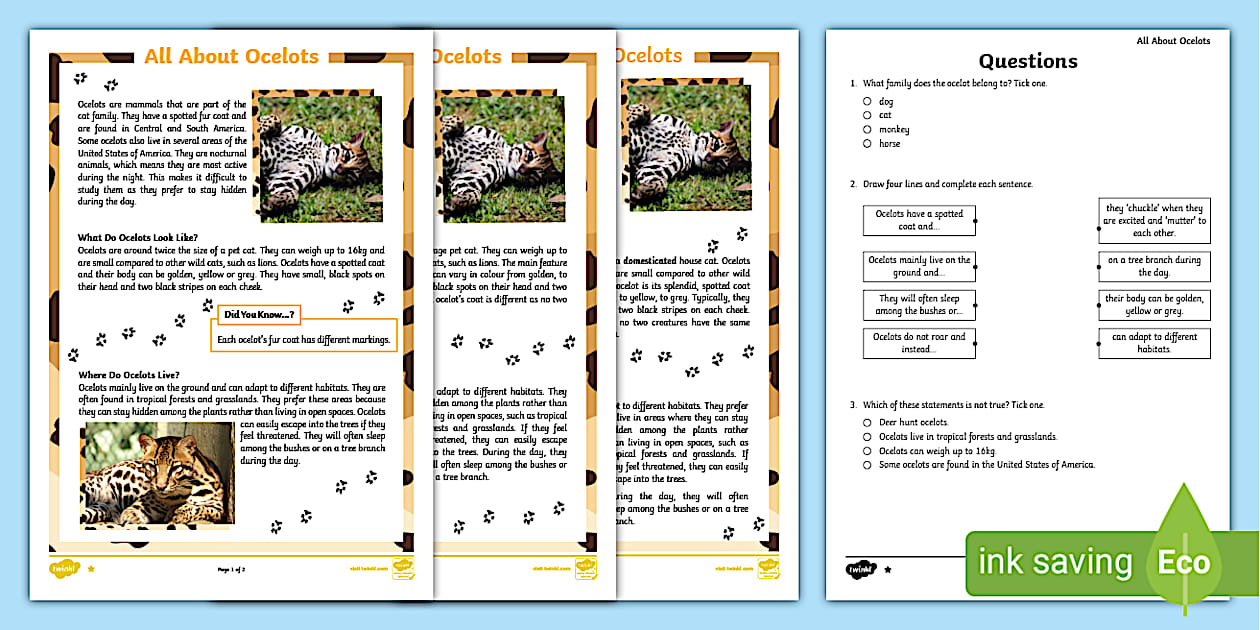 LKS2 All About Ocelots Differentiated Reading Comprehension Activity