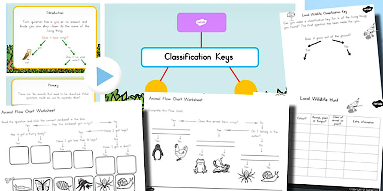 Year 3 Classification Keys PowerPoint Differentiated Lesson Teaching Pack