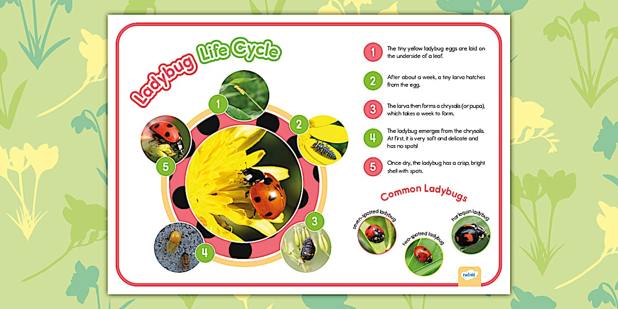 Ladybug Life Cycle Photo Large Poster (Teacher-Made)