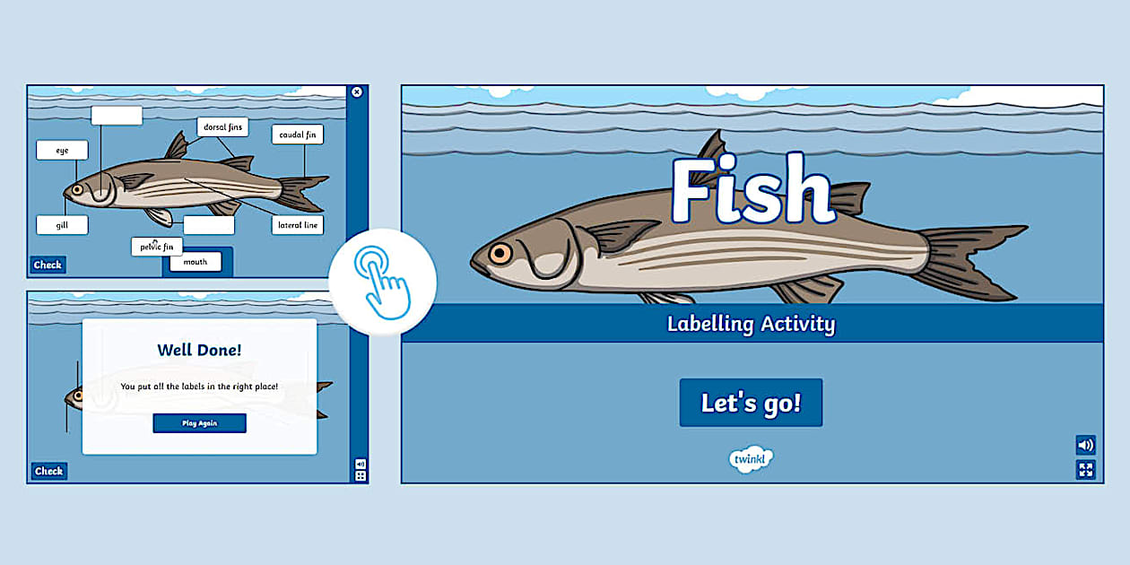 Interactive Fish Labelling Activity (teacher made) - Twinkl