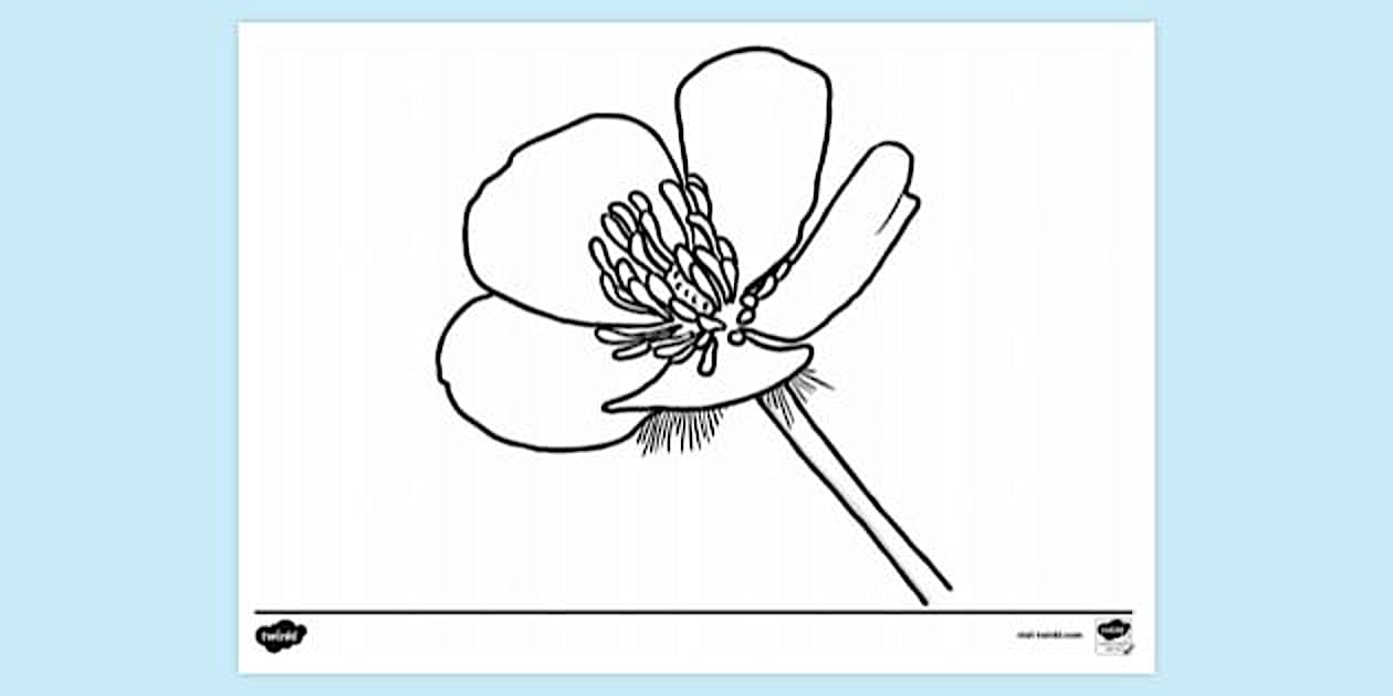 Buttercup Colouring Sheet | Colouring Sheets | Twinkl