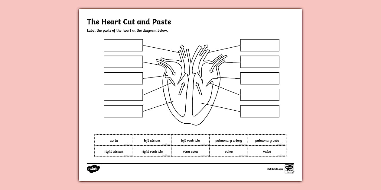 Parts of the Heart Cut and Paste Worksheet for 3rd-5th Grade