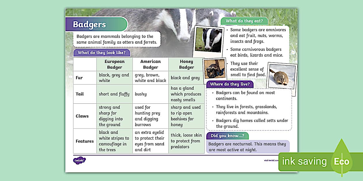 KS1 Badger Fact File (teacher made) - Twinkl