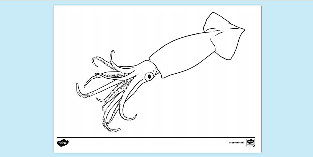 Squid Colouring Sheet | Colouring Sheets (teacher made)
