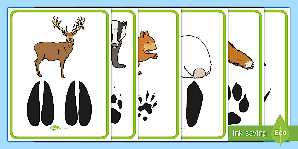 Forest Animal Tracks Posters (teacher made) - Twinkl
