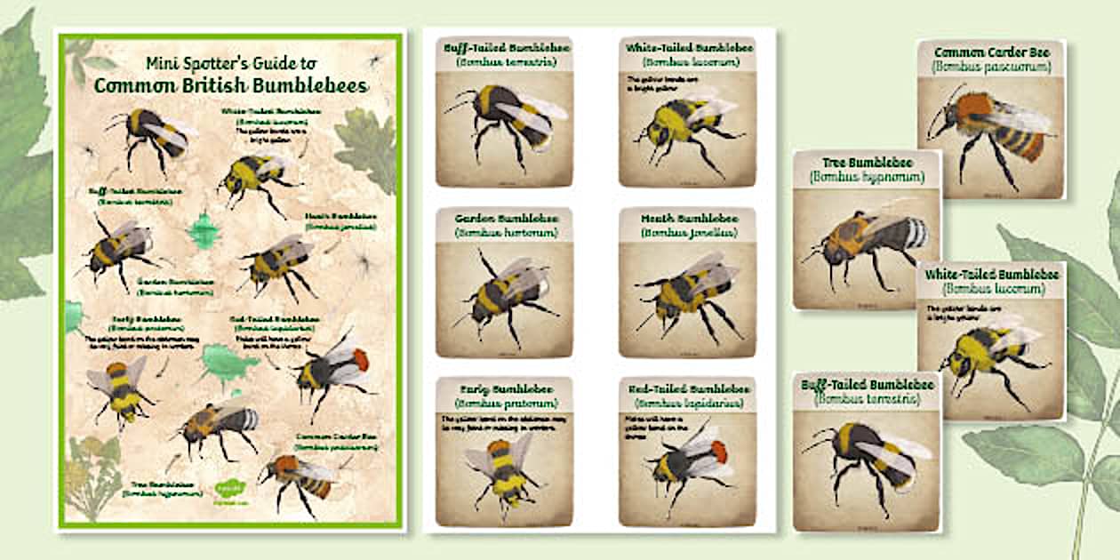 Common Male Bumblebee ID Guides (teacher made) - Twinkl