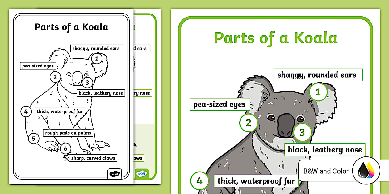 Anatomy of a Koala Display Poster (Teacher-Made) - Twinkl