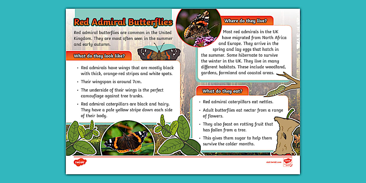 Red Admiral Butterfly Fact File NZ | Twinkl | Minibeasts