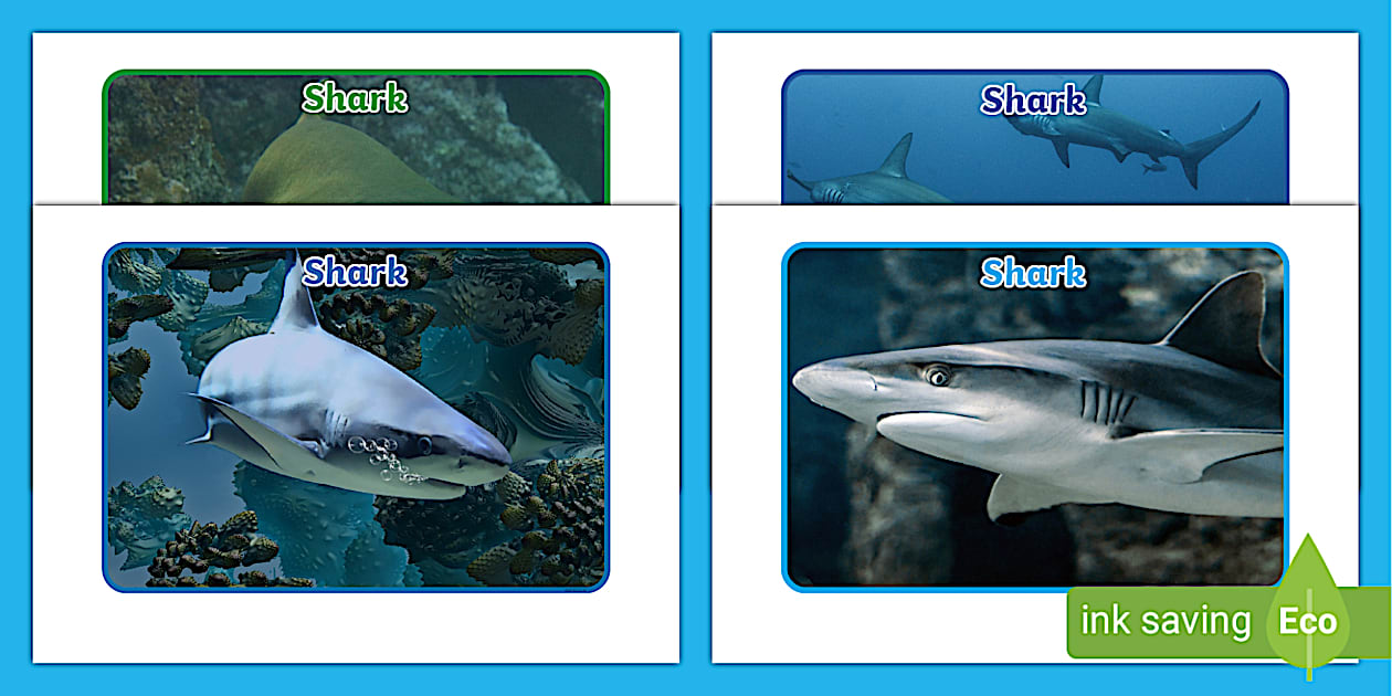 Shark Photo Pack (teacher made) - Twinkl