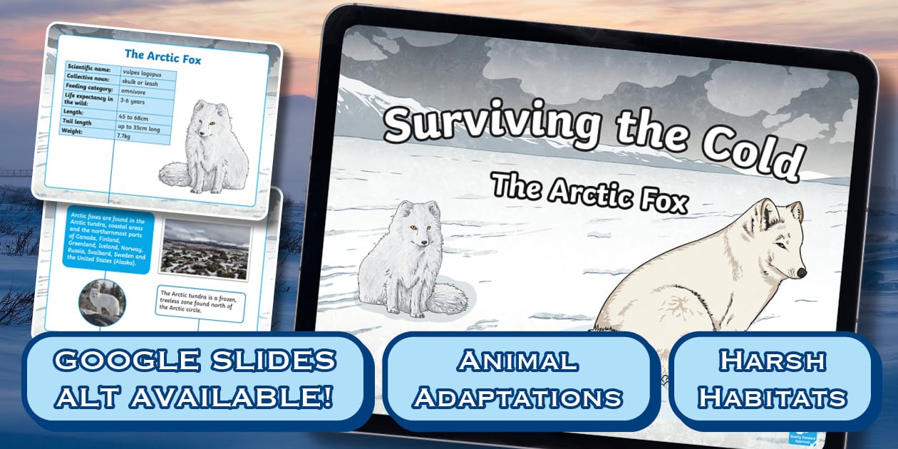 Arctic Fox Survival: Year 5 Science Resource