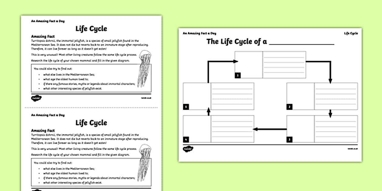 Life Cycle Worksheet / Worksheet (teacher made) - Twinkl