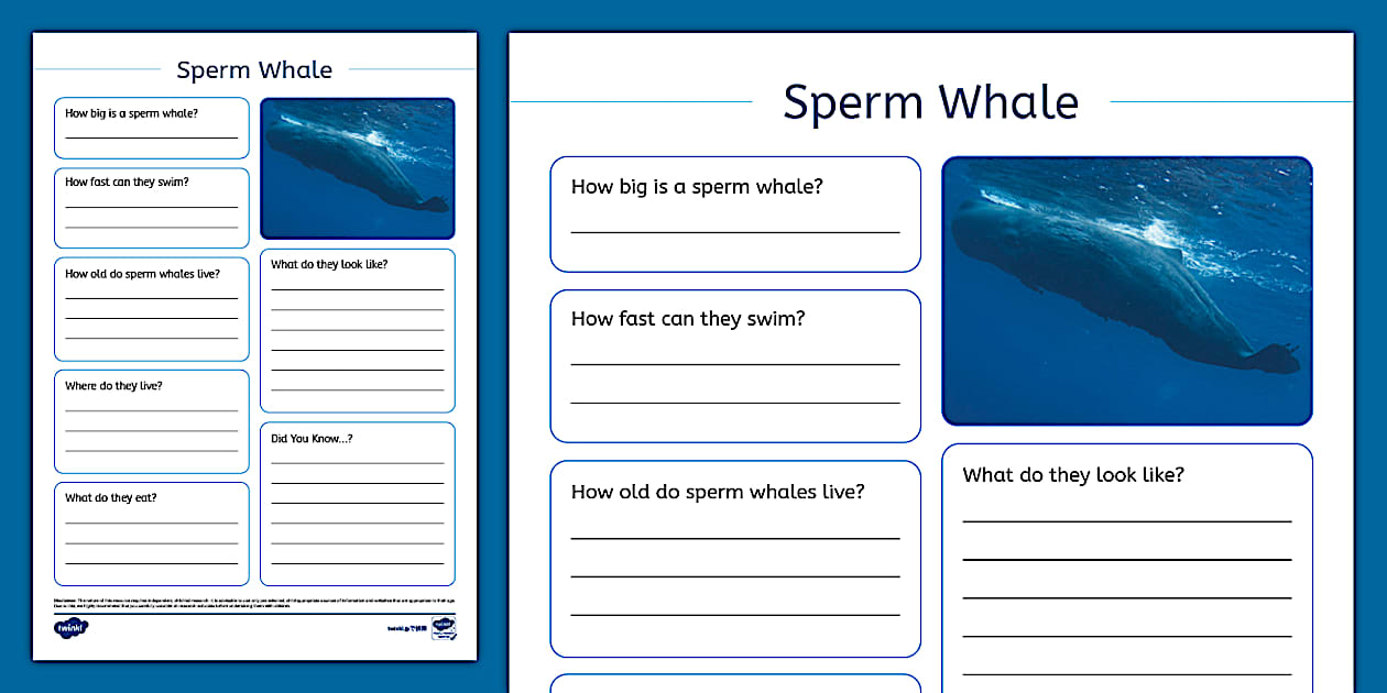 Sperm Whale Fact File Template (teacher made) - Twinkl