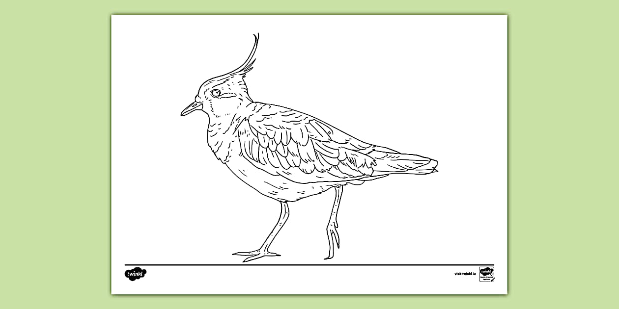 Northern Lapwing Colouring Sheet (Teacher-Made) - Twinkl