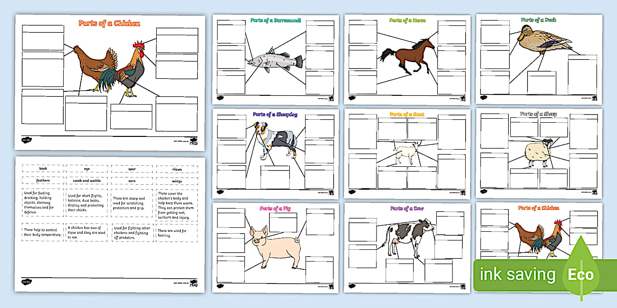 Parts of Australian Farm Animals Cut and Paste Activity Sheets