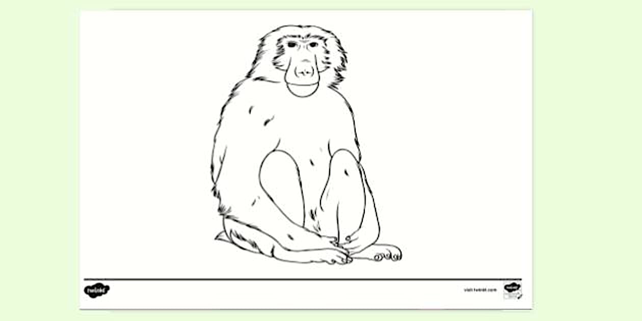 Baboon Colouring Page | Colouring Sheets (teacher made)