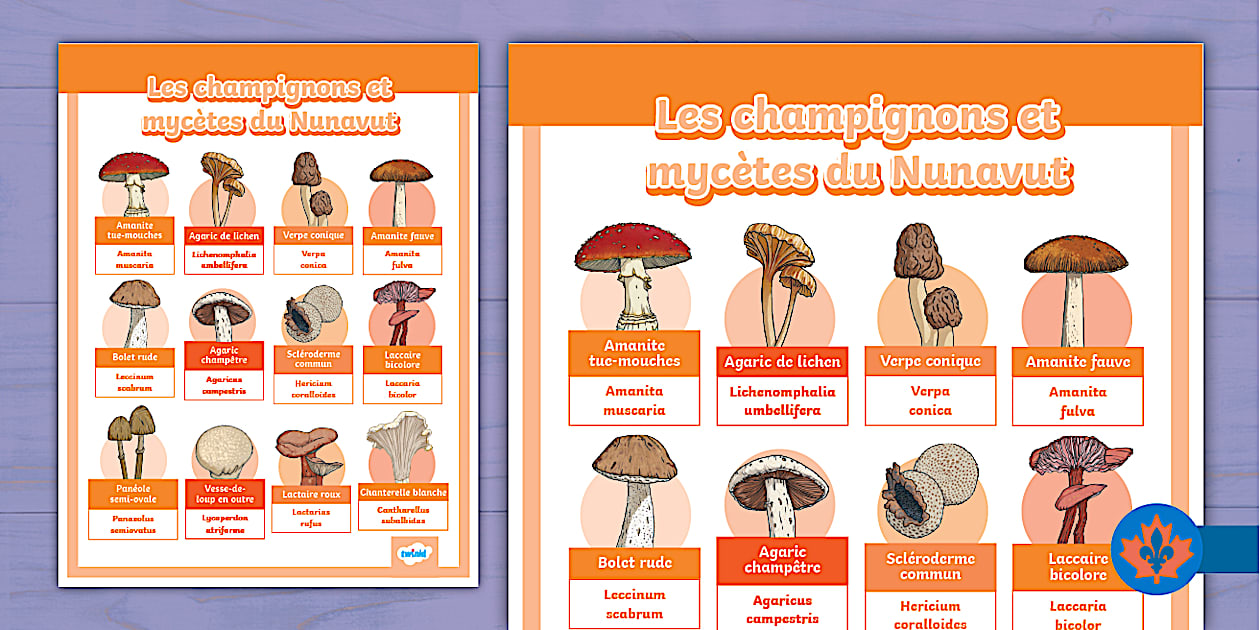 Mushrooms and Fungi of Nunavut Poster French (teacher made)