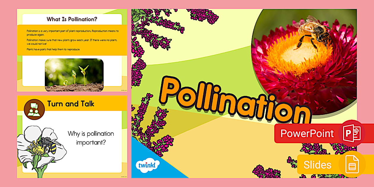 Pollination PowerPoint & Google Slides for K-2nd Grade