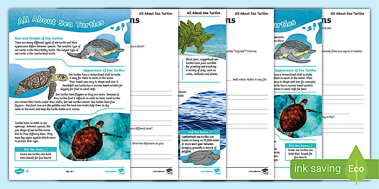 Sea Turtles Comprehension Worksheet - Differentiated Task