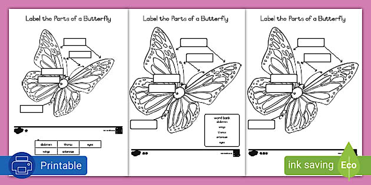 Label A Butterfly | Labelling And Colouring Activity