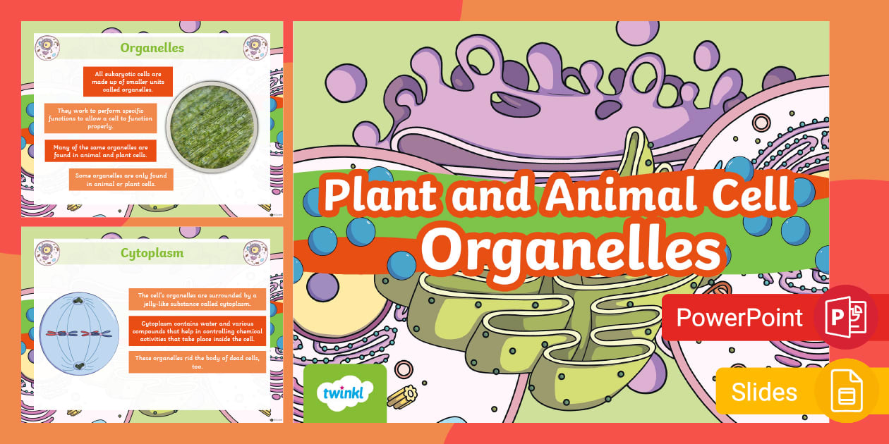 Plant and Animal Cell Organelles PowerPoint & Google Slides