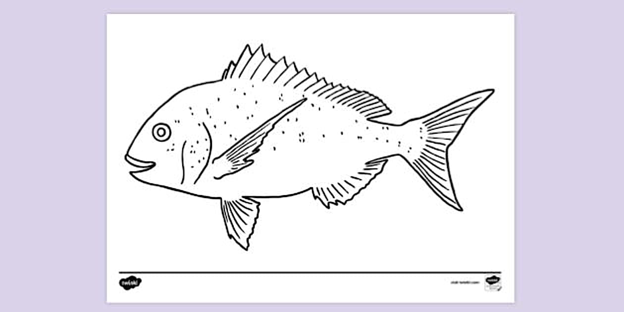 Ocean Fish Colouring | Colouring Sheets