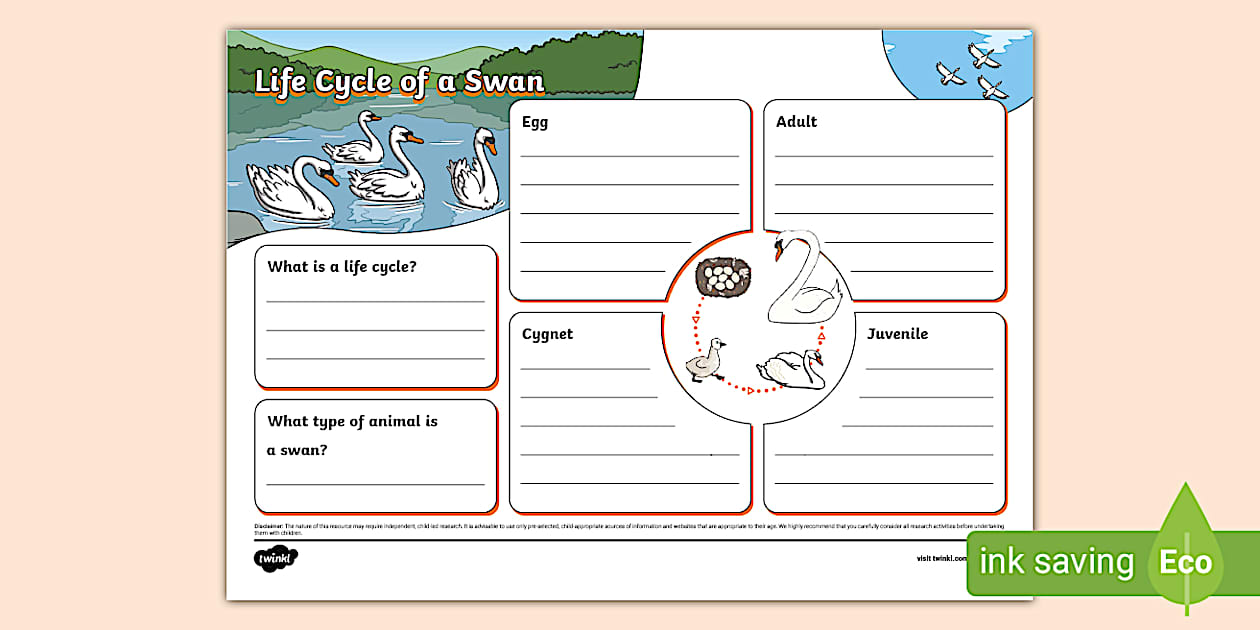 Life Cycle of a Swan Fact File Template (teacher made)