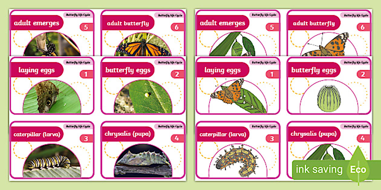 Butterfly Life Cycle Flash Cards (teacher made) - Twinkl