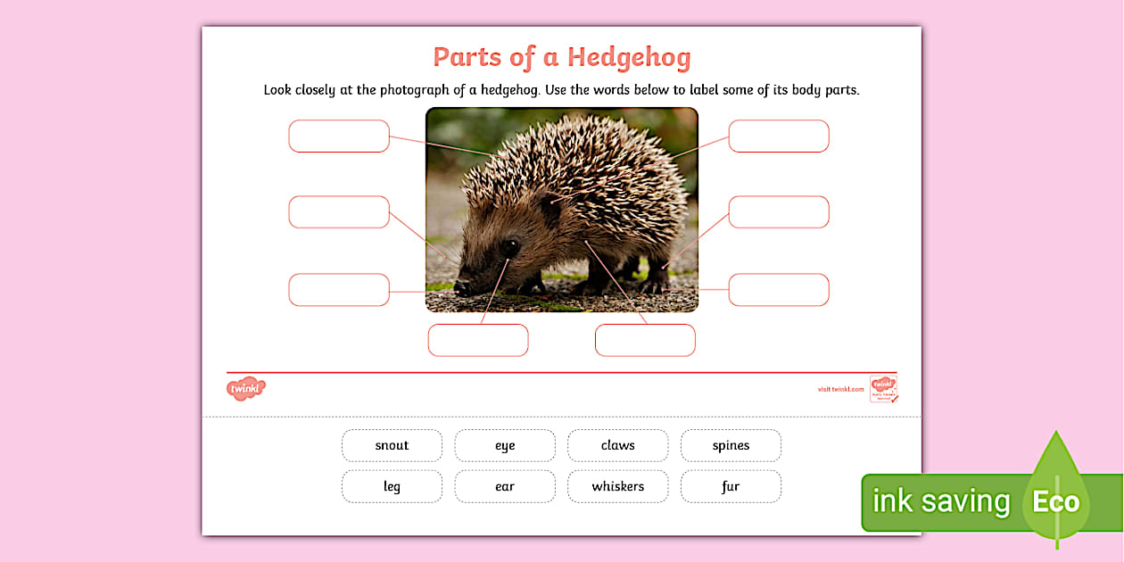 Parts of a Hedgehog Photo Labelling Activity (teacher made)
