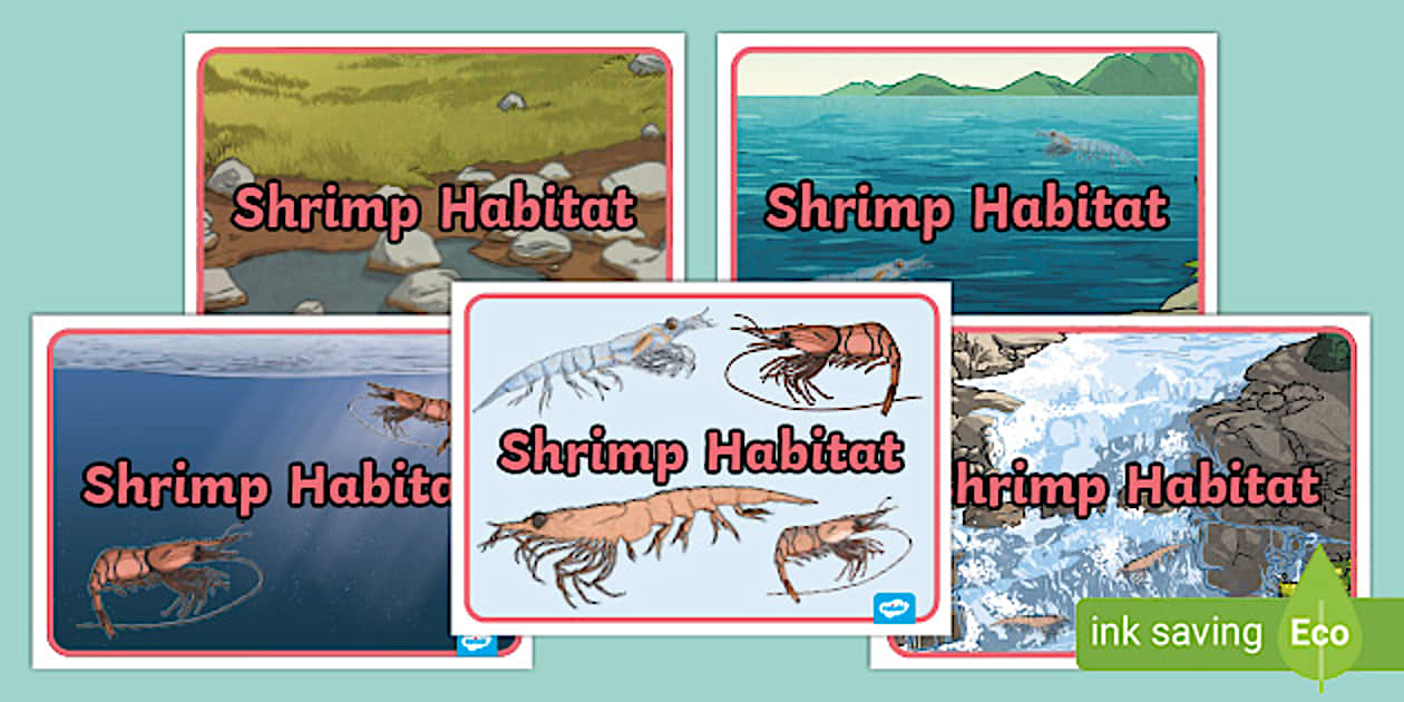Shrimp Habitat Display photos - Classroom Display - Resource