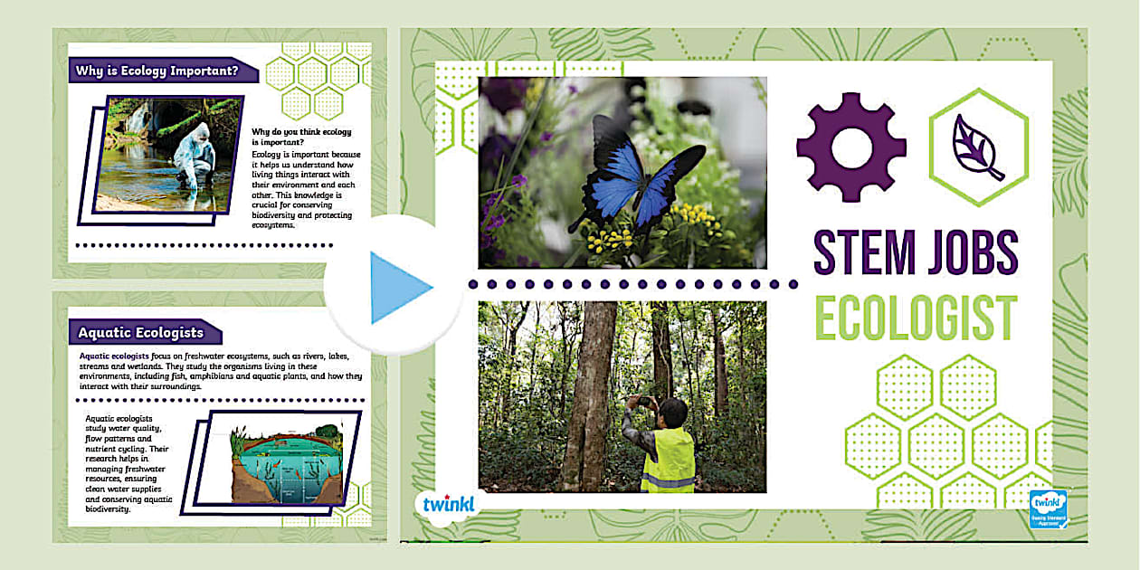 STEM Jobs: Ecologist PowerPoint (Teacher-Made) - Twinkl