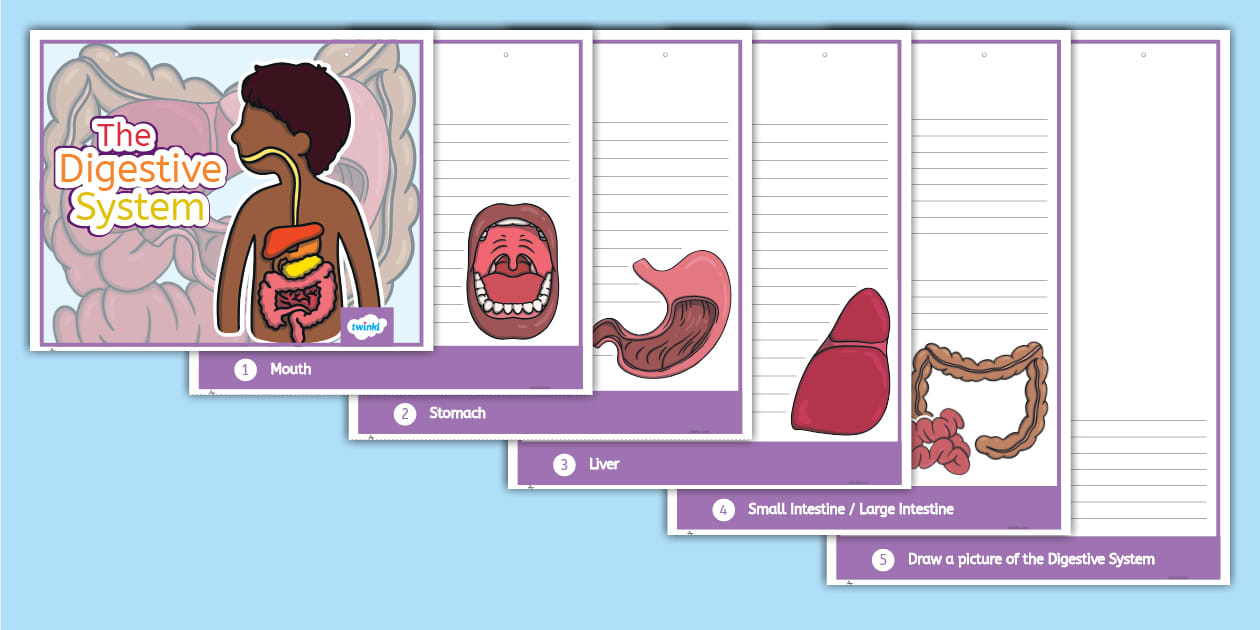 The Digestive System Flipbook - Twinkl Writing - Twinkl