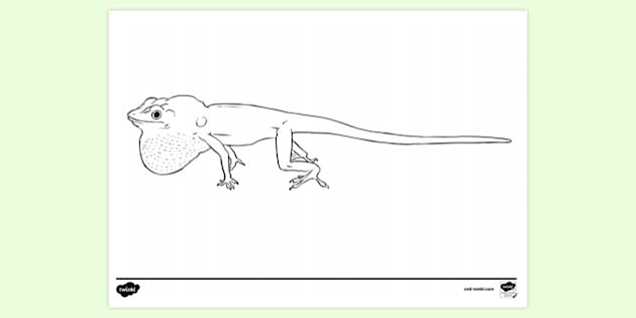 St Lucia Anole Colouring | Colouring Sheets - Twinkl
