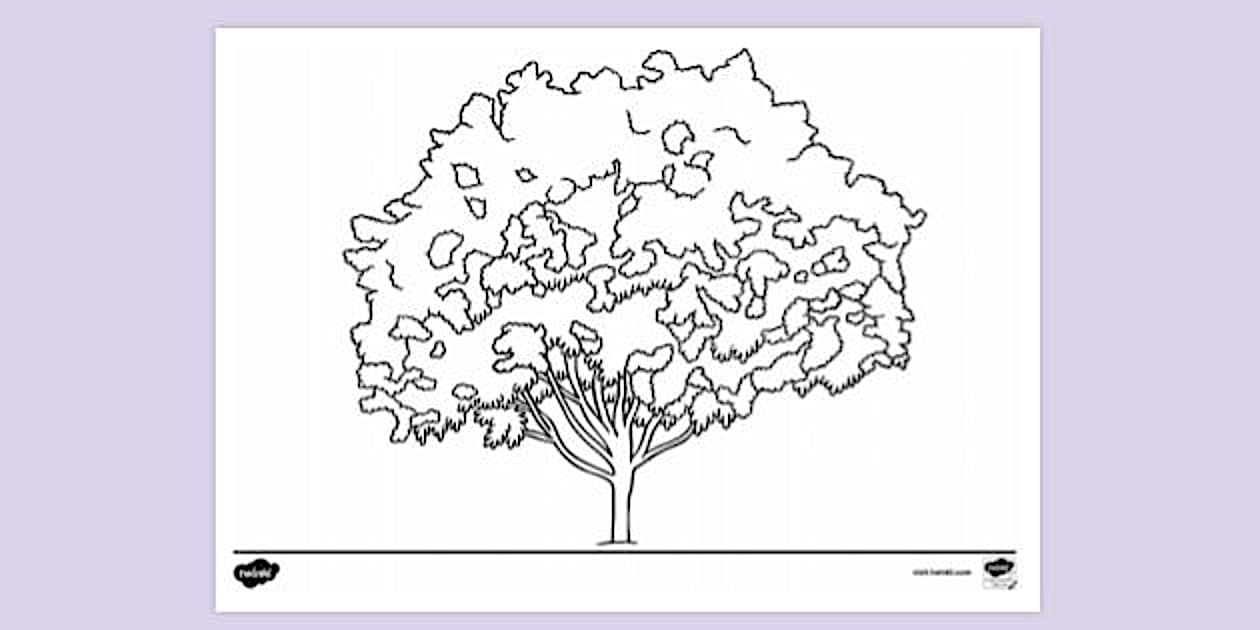 Wattle Plant Colouring Sheet | Colouring Sheets - Twinkl