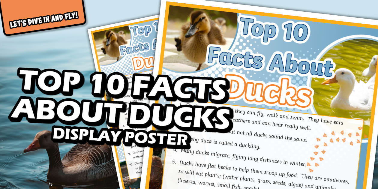 Top 10 Facts About Ducks Display Poster