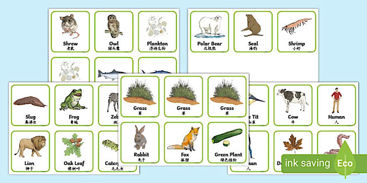 Food Chain Sorting Game - English/Mandarin Chinese - Twinkl
