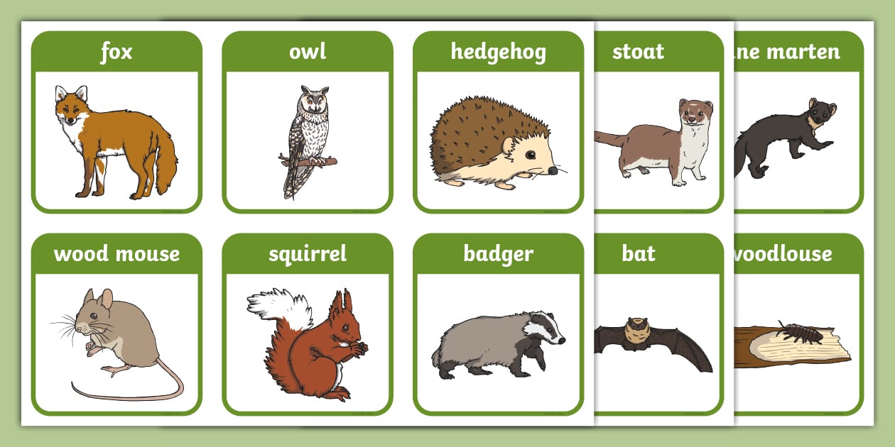 Woodland Animals in Northern Ireland Flashcards - Twinkl