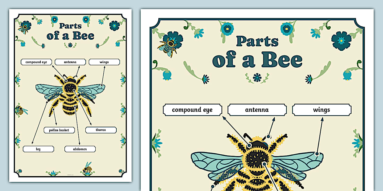 Bee-Themed Parts of a Bee Display Poster (teacher made)