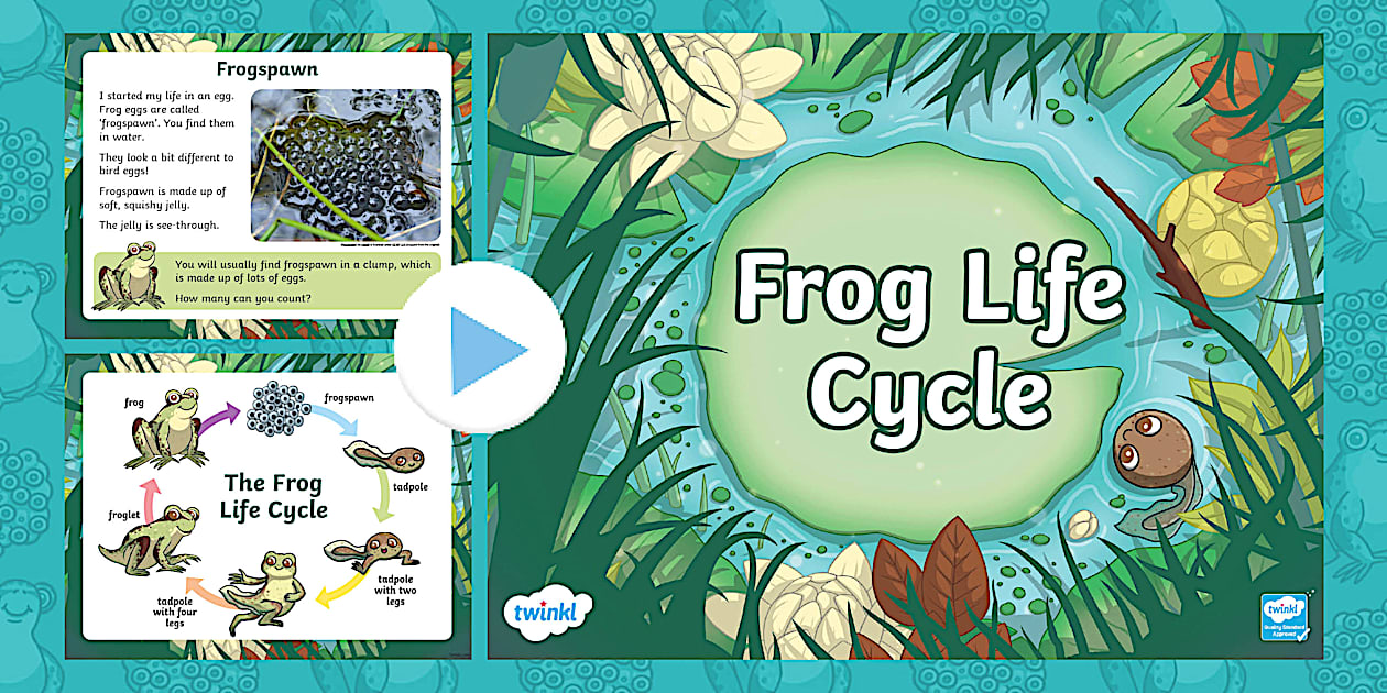 EYFS Frog Life Cycle PowerPoint (teacher made) - Twinkl