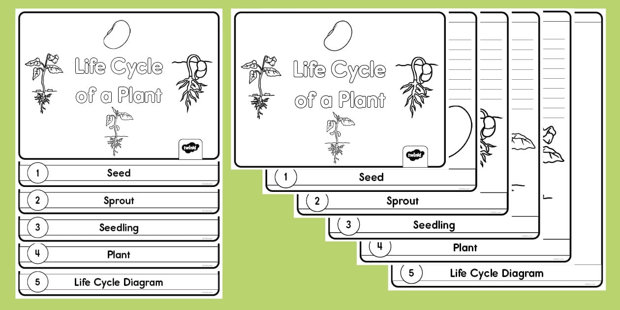 Life Cycle of a Plant Flipbook for K-2nd Grade - Twinkl