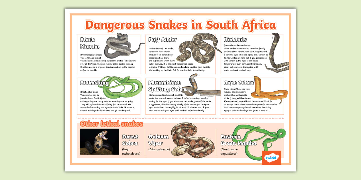 Dangerous Snakes in South Africa Poster | Twinkl Resources