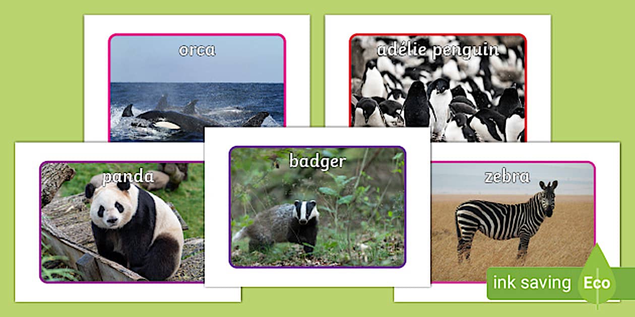 EYFS Black and White Animal Display Photos (teacher made)