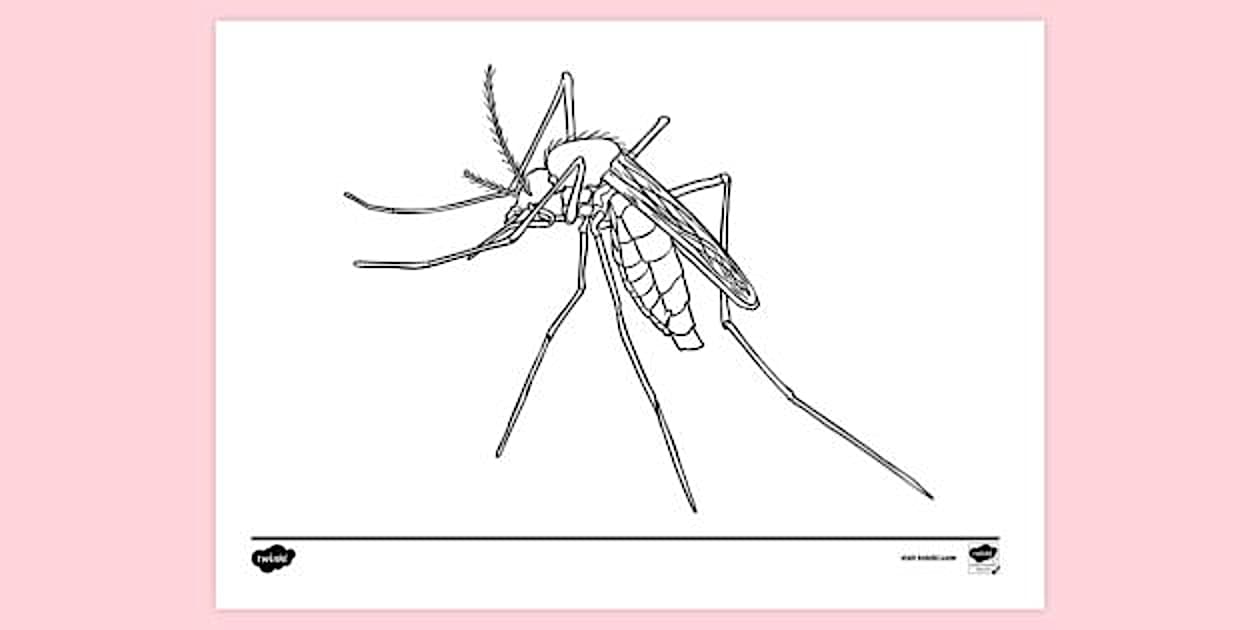 Minibeast Colouring Sheet | Colouring Sheets - Twinkl