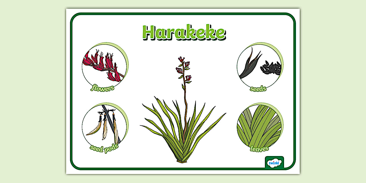 Harakeke Poster (teacher made) - Twinkl